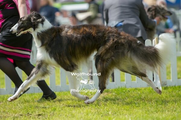 Our Dogs – Jansams Borzoi Show Kennels and Borzoi Breeders UK